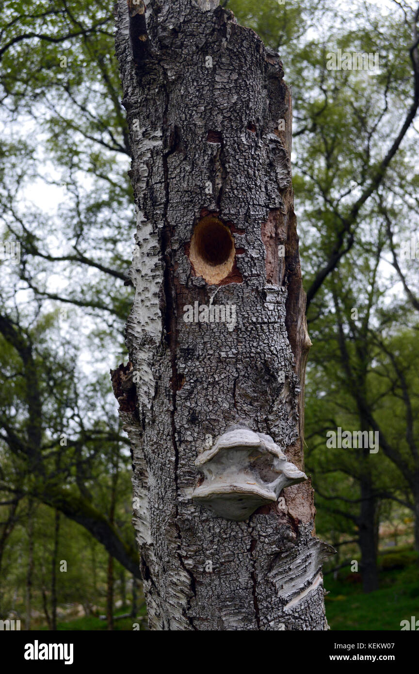 Woodpecker Hole and Bracket Fungus in woods below the Scottish Mountain ...