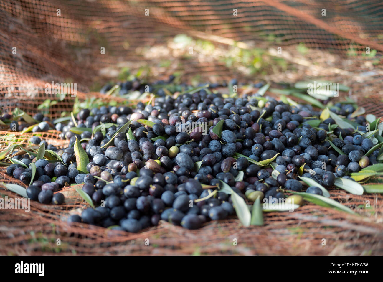 Olive catching hi-res stock photography and images - Alamy