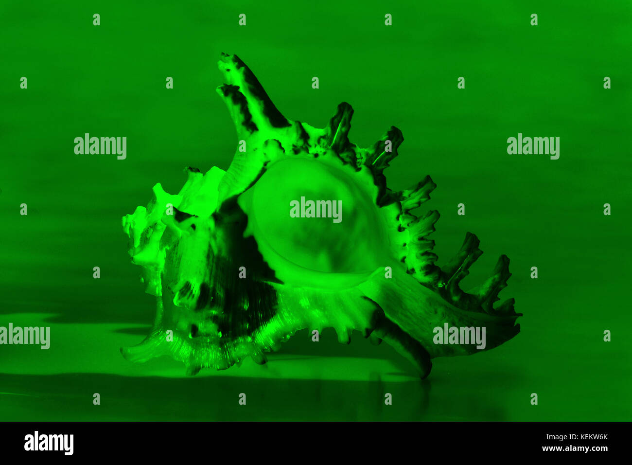 large empty sea shell with sprouts. computer processing. green ...