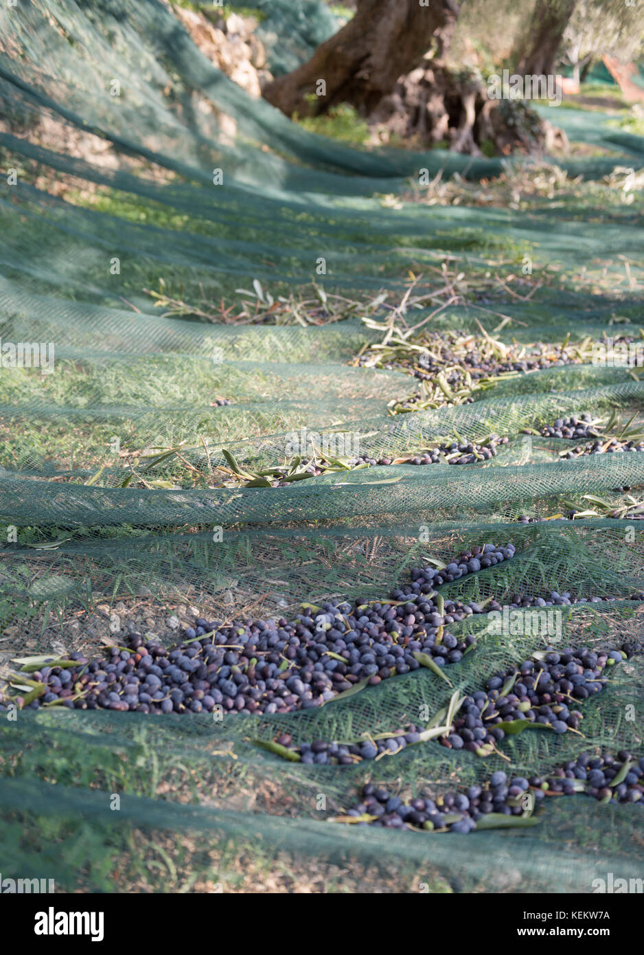 Olive harvest - olives in catching net Stock Photo - Alamy