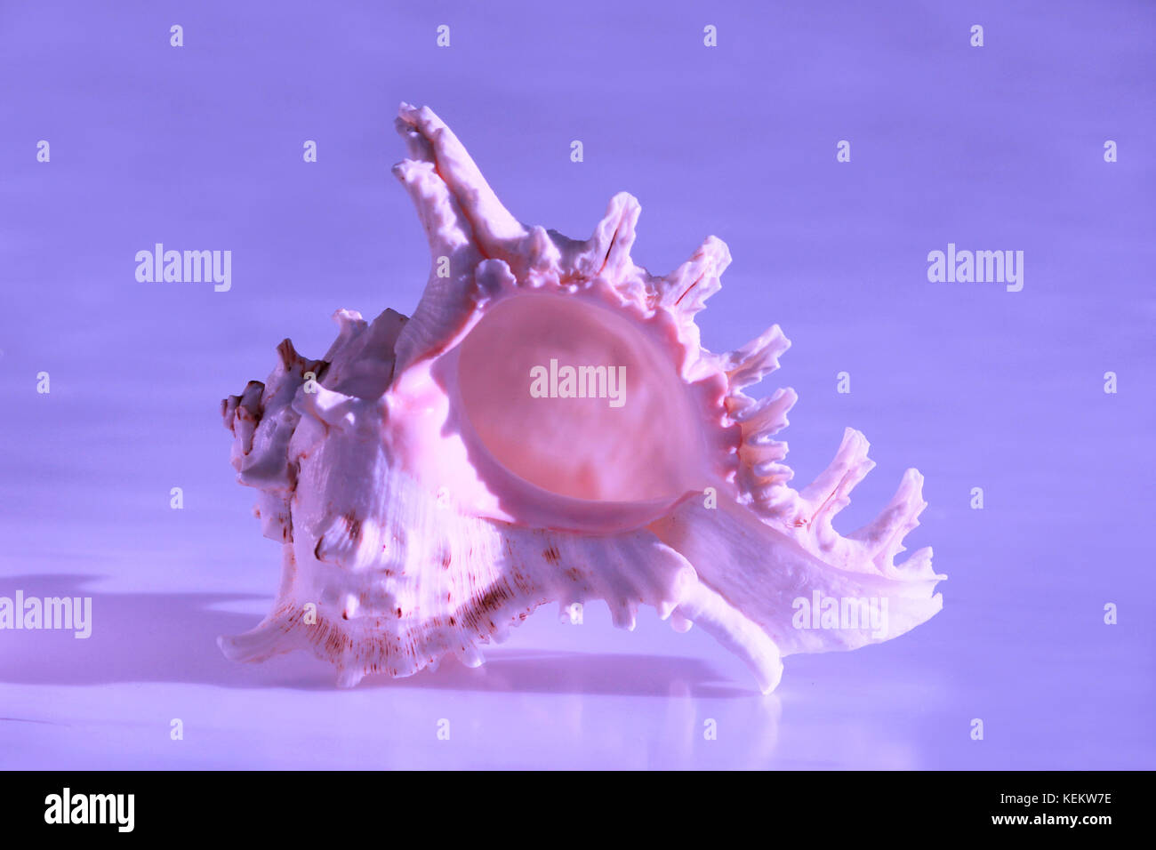large empty sea shell with sprouts. computer processing Stock Photo - Alamy