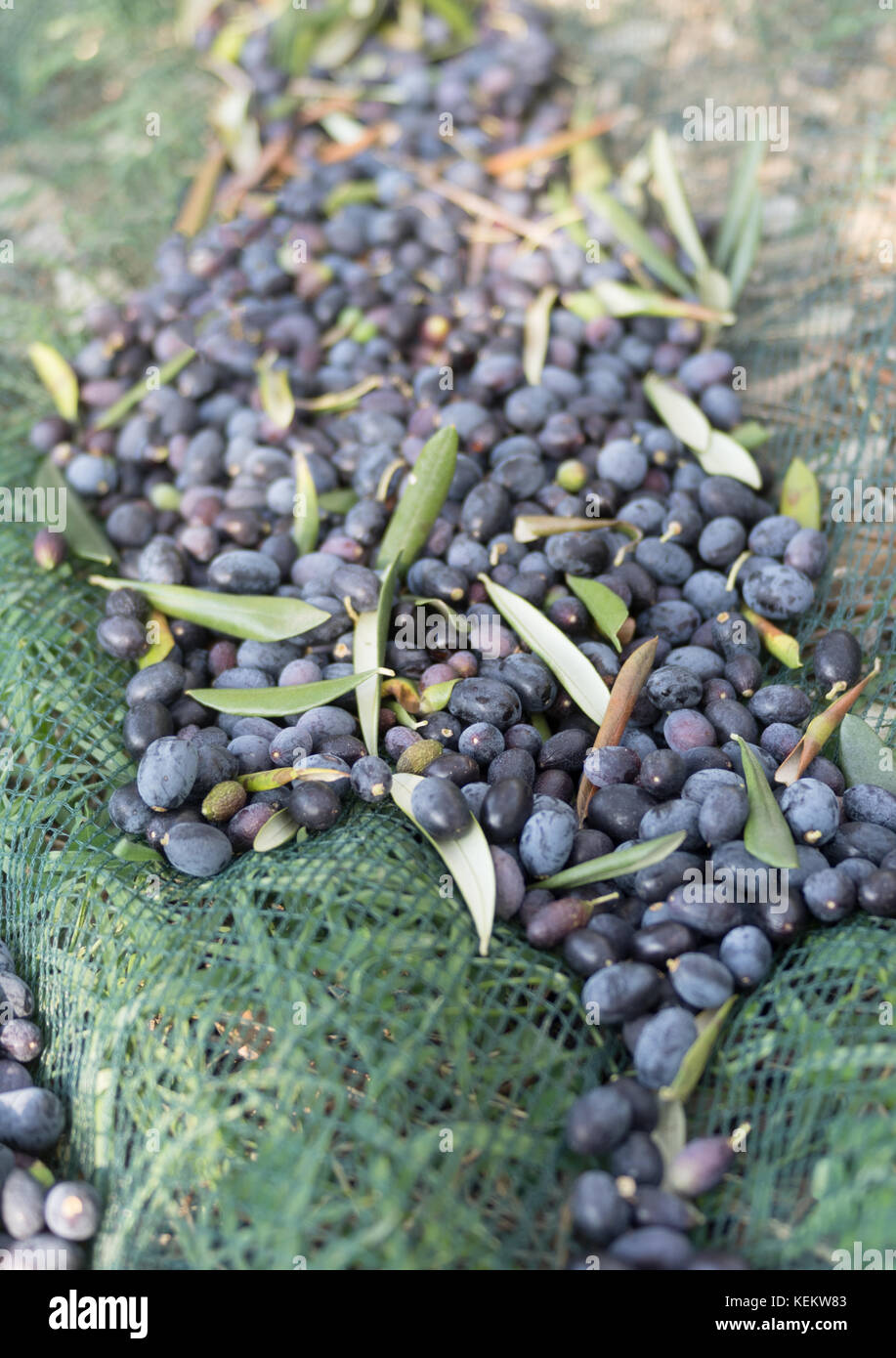 Olive catching hi-res stock photography and images - Alamy