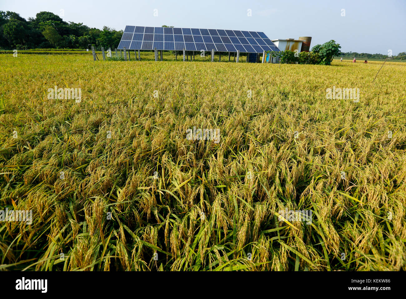 Solar power plant for irrigation at a paddy field in Kustia, Bangladesh ...