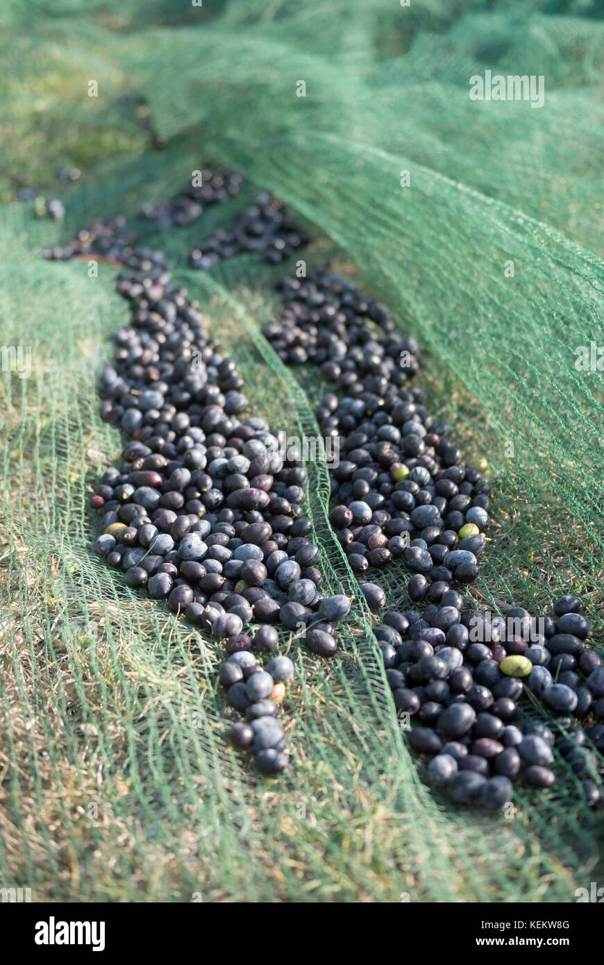 Olive harvest - olives in catching net Stock Photo - Alamy