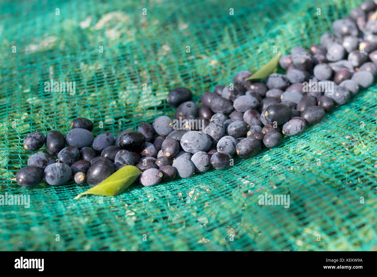 Olive harvest - olives in catching net Stock Photo - Alamy