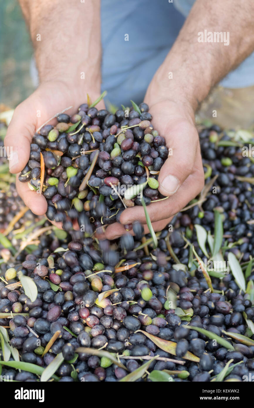 Farm worker harvests olives Stock Photo - Alamy