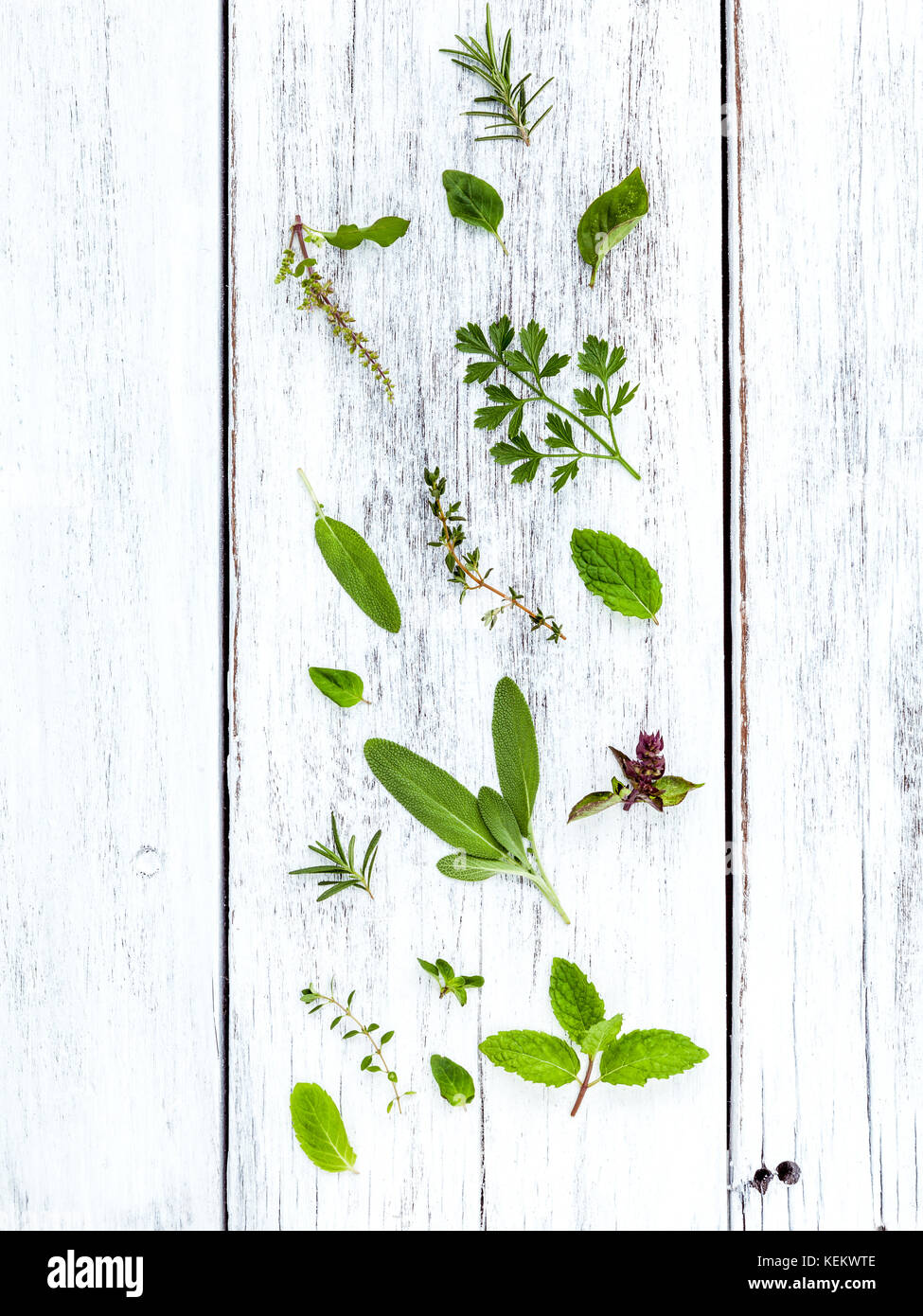 Various fresh herbs from the garden holy basil flower, basil flower ...