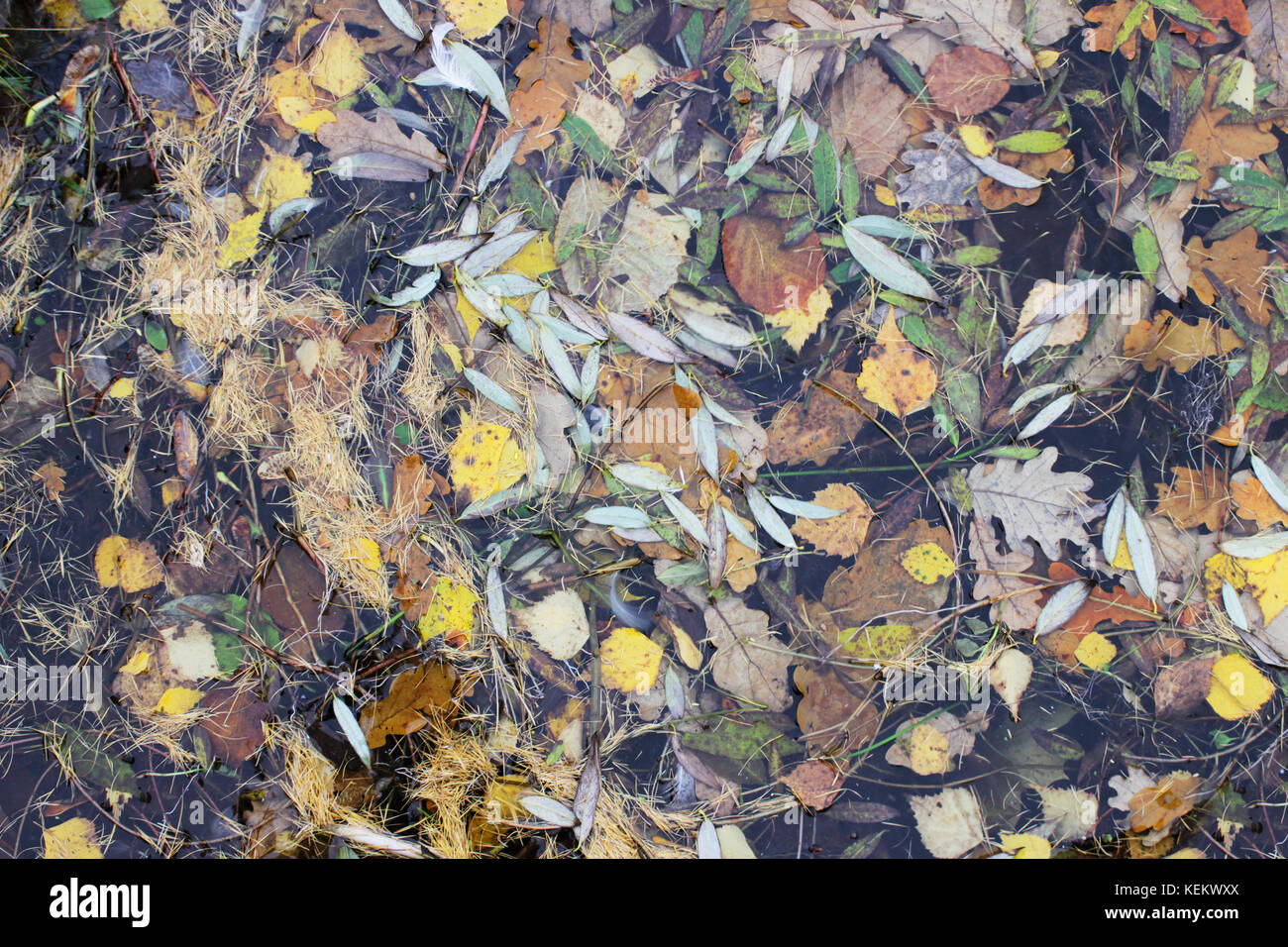 The surface of the lake, in the water of which floats a lot of fallen ...