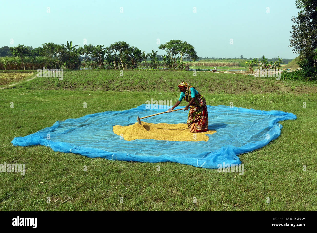 A Rural woman are working to make rice from the paddy in a village in ...