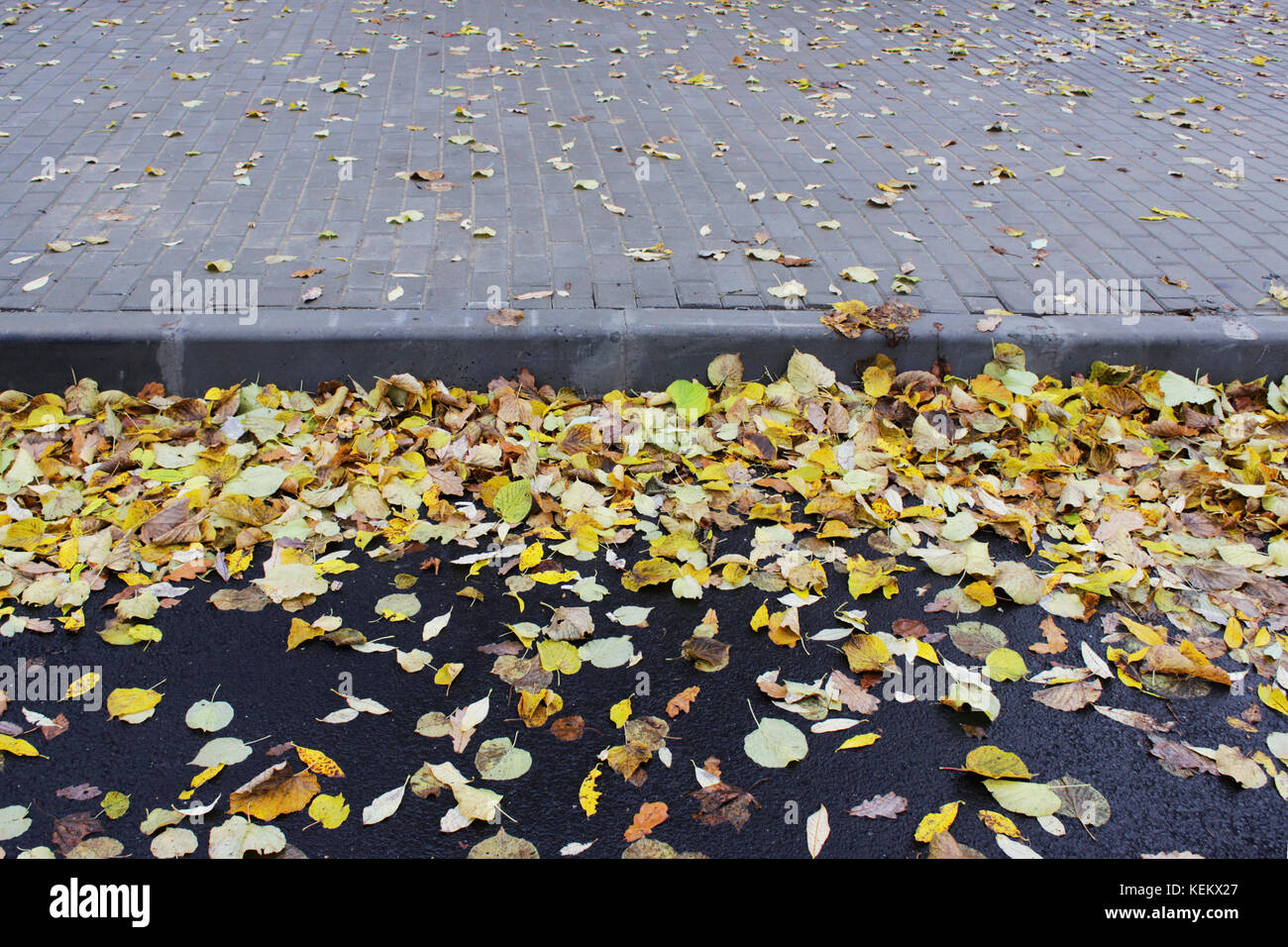 The combination of yellow autumn leaves on the asphalt and paving tiles ...