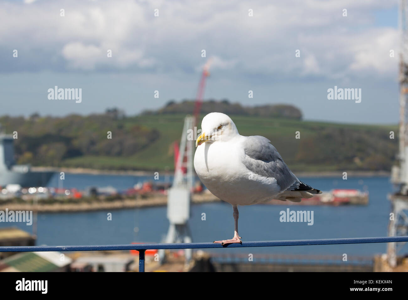 herring gull sleeping on one leg Stock Photo - Alamy