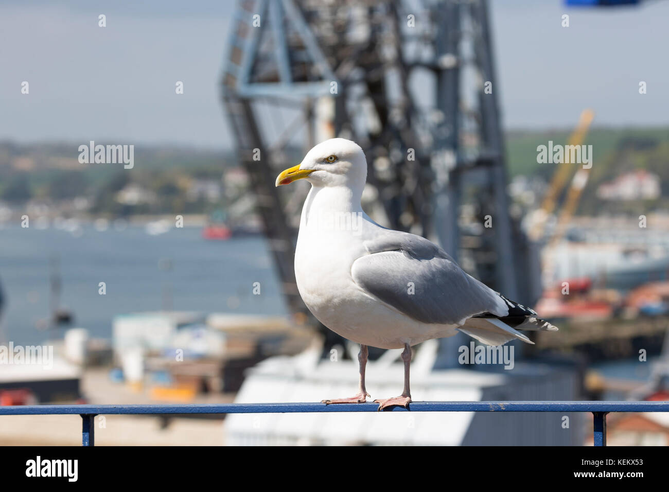herring gull resting on one leg Stock Photo - Alamy
