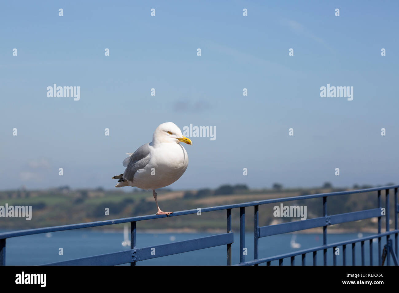 herring gull resting on one leg Stock Photo - Alamy