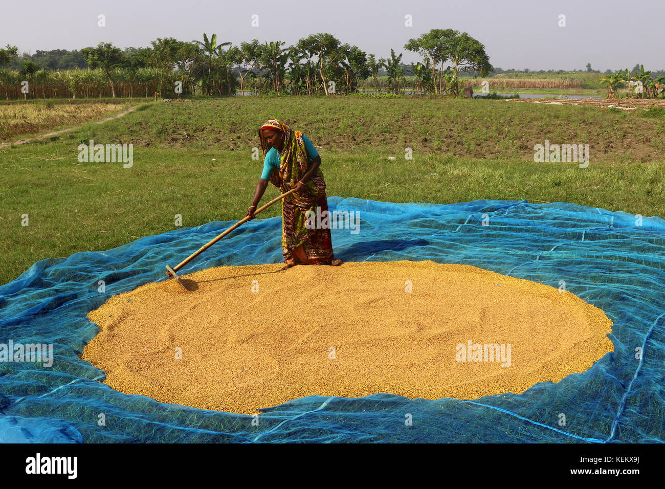 A Rural woman are working to make rice from the paddy in a village in ...