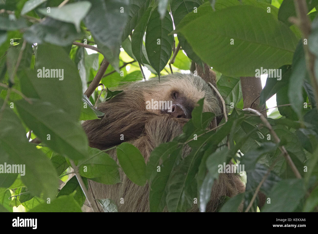 Sleeping Sloth in a Rainforest Tree in Costa Rica Stock Photo - Alamy