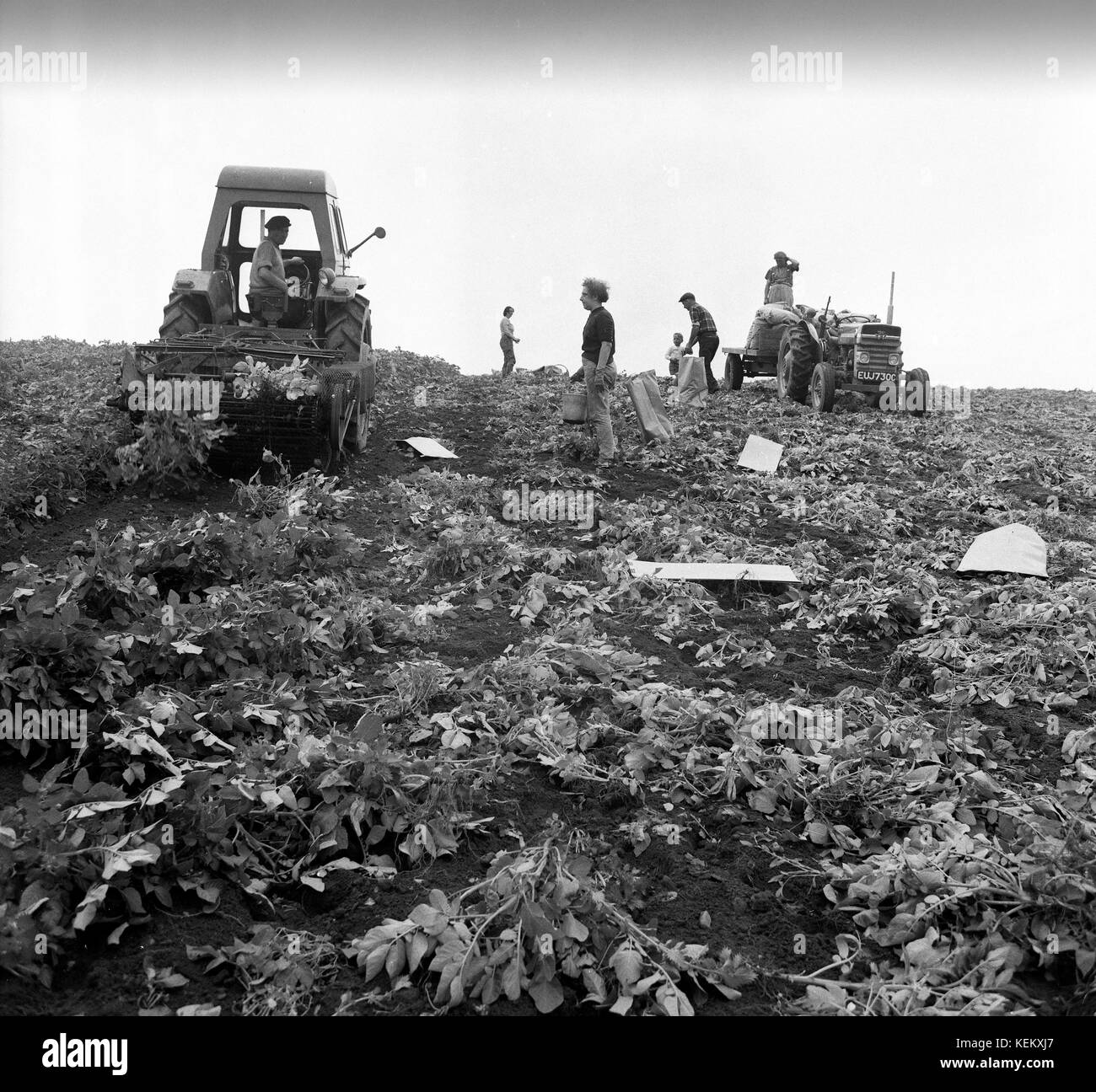 Potato farm 1950s Black and White Stock Photos & Images - Alamy