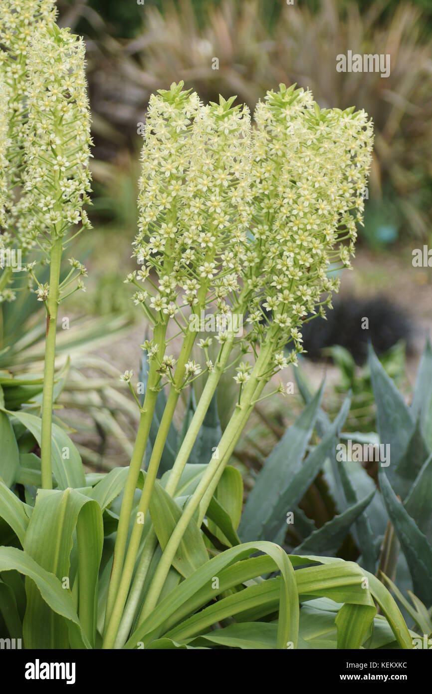 Eucomis Stock Photo - Alamy