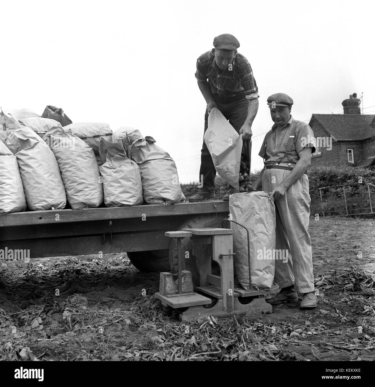 Potato picking Black and White Stock Photos & Images - Alamy