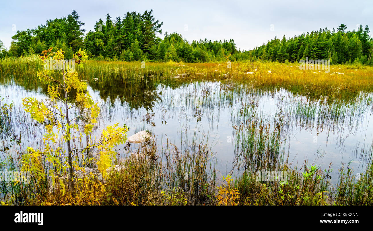Scenic view of bog area in Michigan Upper Peninsula Stock Photo - Alamy