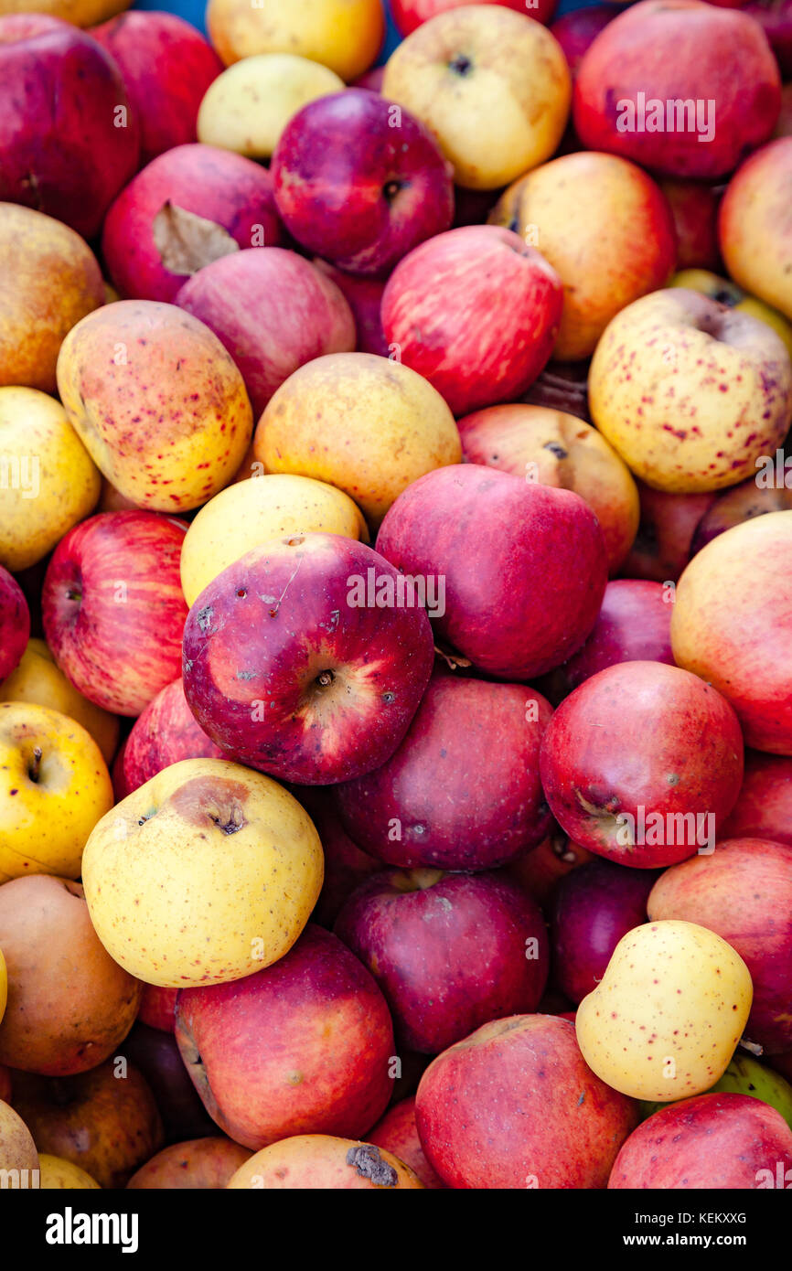 Red and yellow apples Stock Photo - Alamy