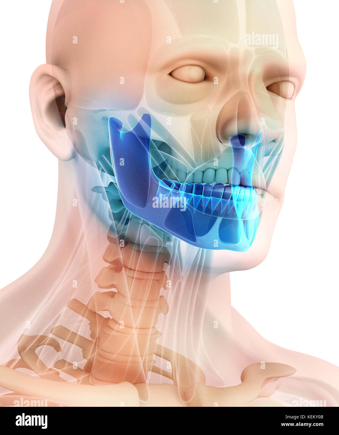 3D illustration of Mandible - Part of Human Skeleton Stock Photo - Alamy