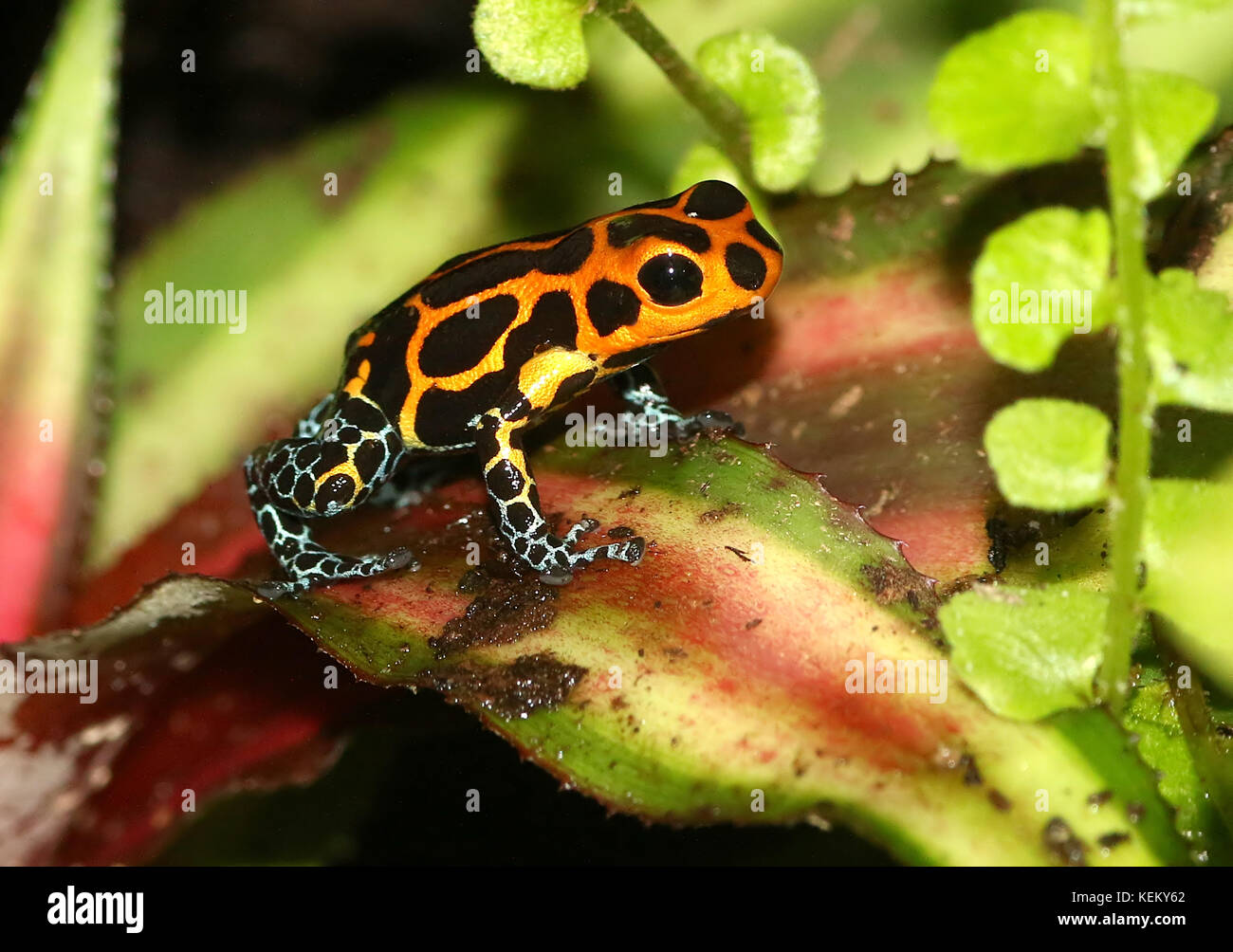 South American Frogs High Resolution Stock Photography and Images - Alamy