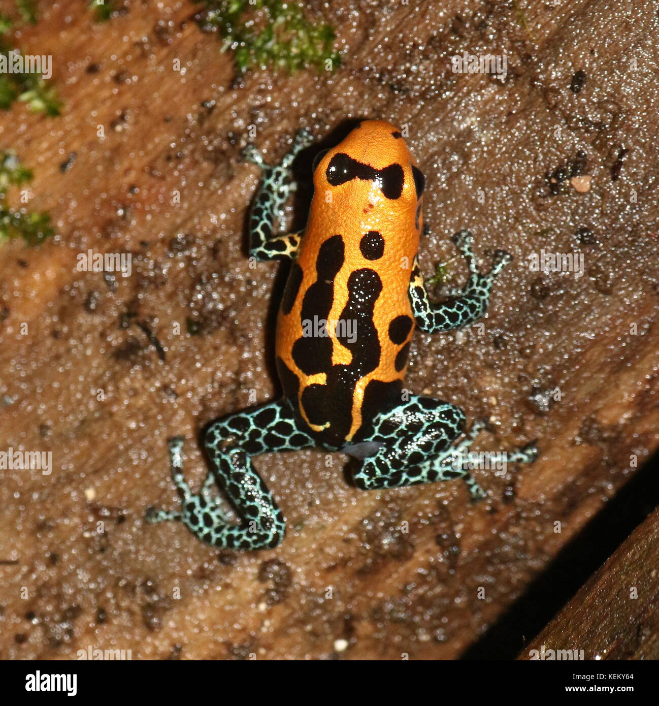 South American Mimic poison frog (Ranitomeya imitator varadero or ...
