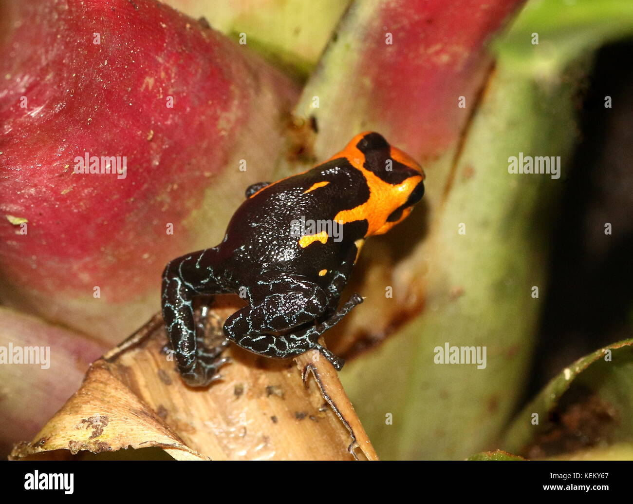 South American Mimic poison frog (Ranitomeya imitator varadero or ...