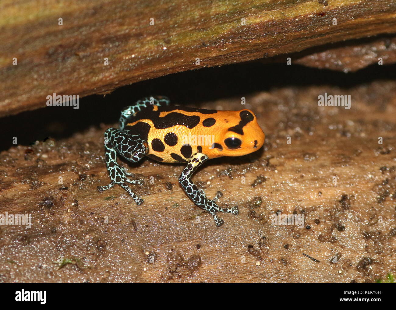 Poison frog mimic hi-res stock photography and images - Alamy