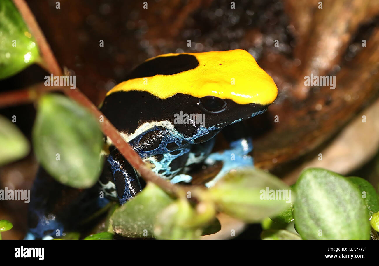 South American Dyeing poison dart frog or Tinc poison frog (Dendrobates ...