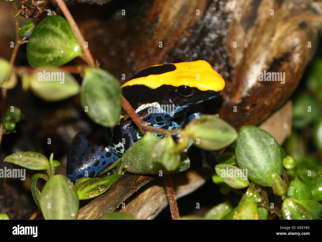 South American Dyeing poison dart frog or Tinc poison frog (Dendrobates ...