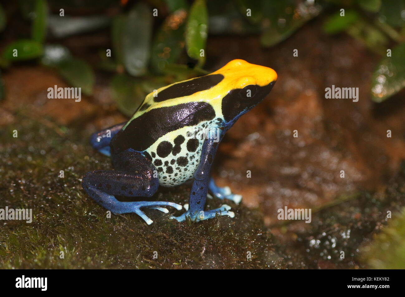 South American Dyeing poison dart frog or Tinc poison frog (Dendrobates ...
