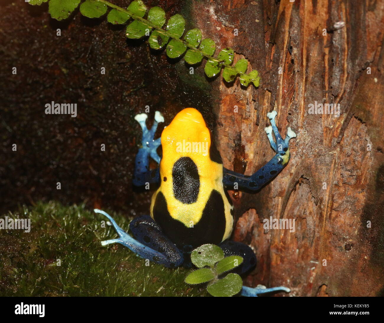 South American Dyeing poison dart frog or Tinc poison frog (Dendrobates ...