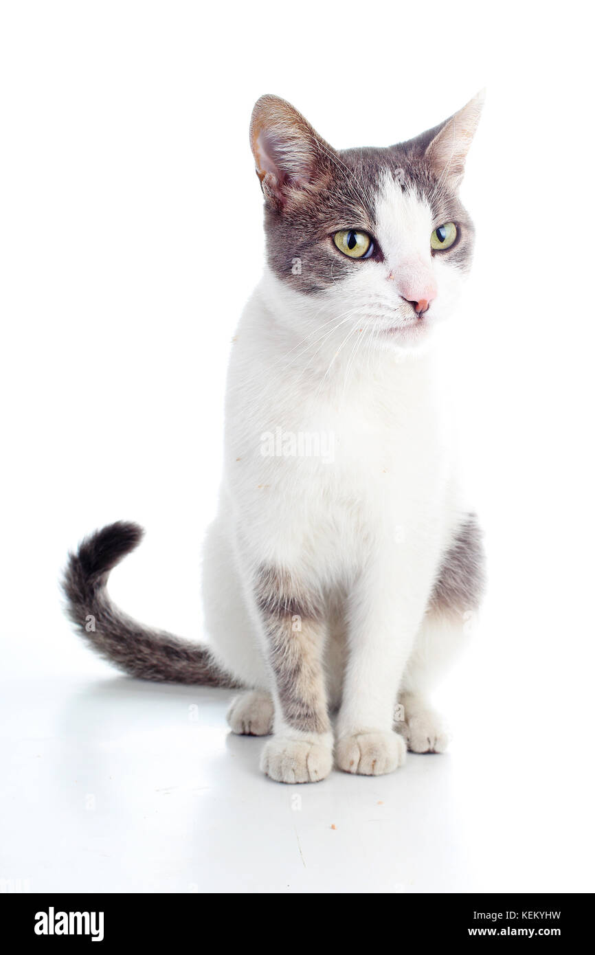 Cute domestic cat on white background Stock Photo - Alamy