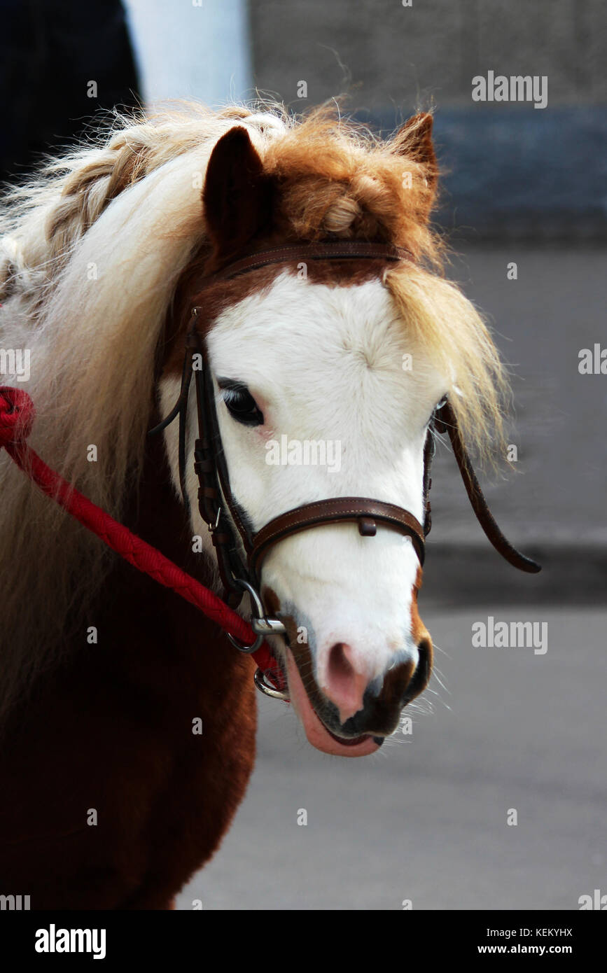 Powny hi-res stock photography and images - Alamy