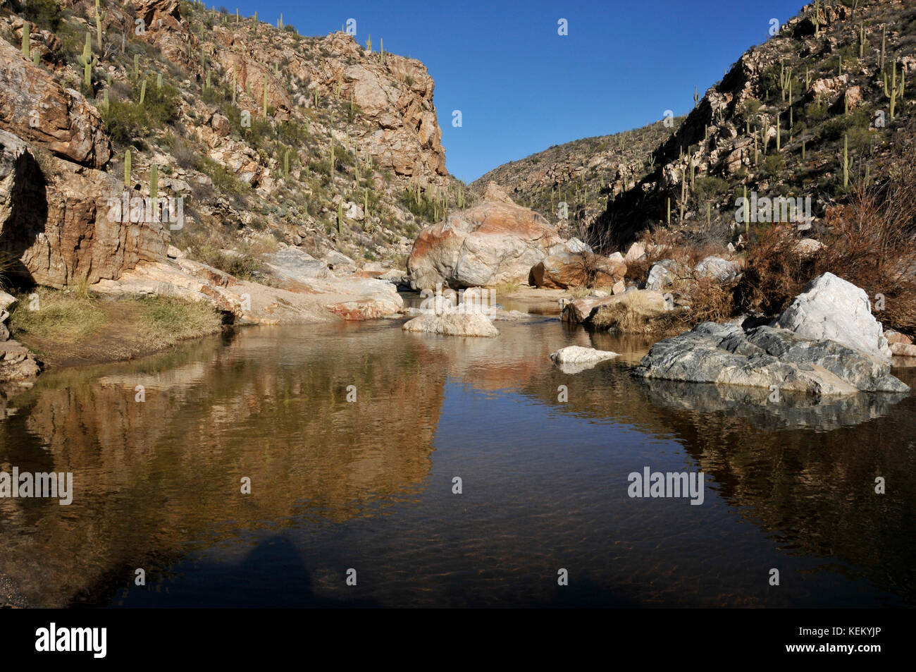 Saguaro cactus line the lower falls of Tanque Verde Falls at Tanque ...