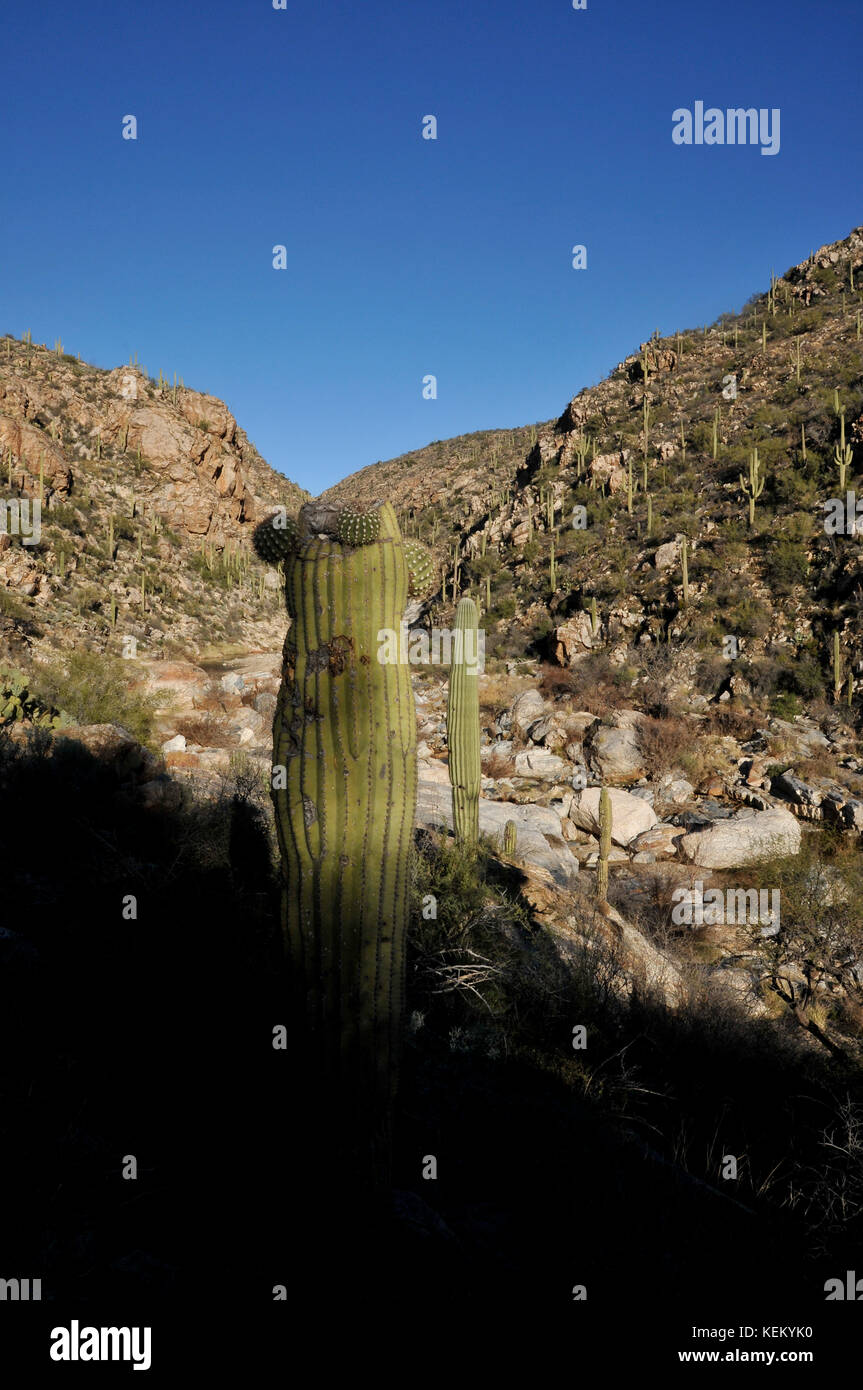 Saguaro cactus line the lower falls of Tanque Verde Falls at Tanque ...