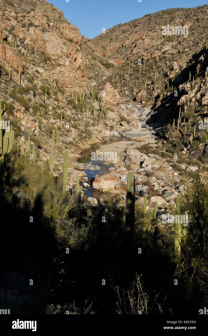 Saguaro cactus line the lower falls of Tanque Verde Falls at Tanque ...