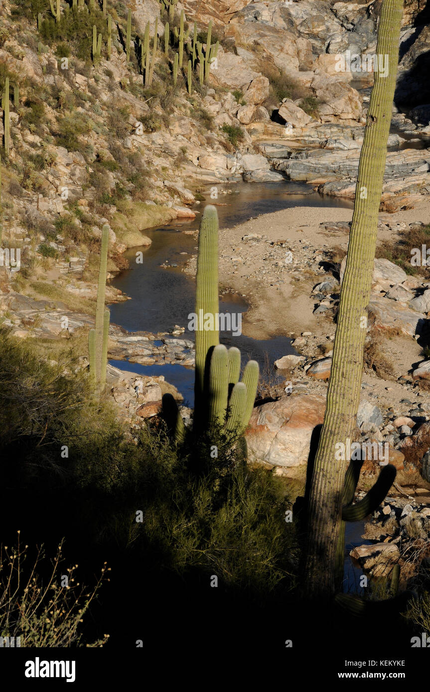 Saguaro cactus line the lower falls of Tanque Verde Falls at Tanque ...
