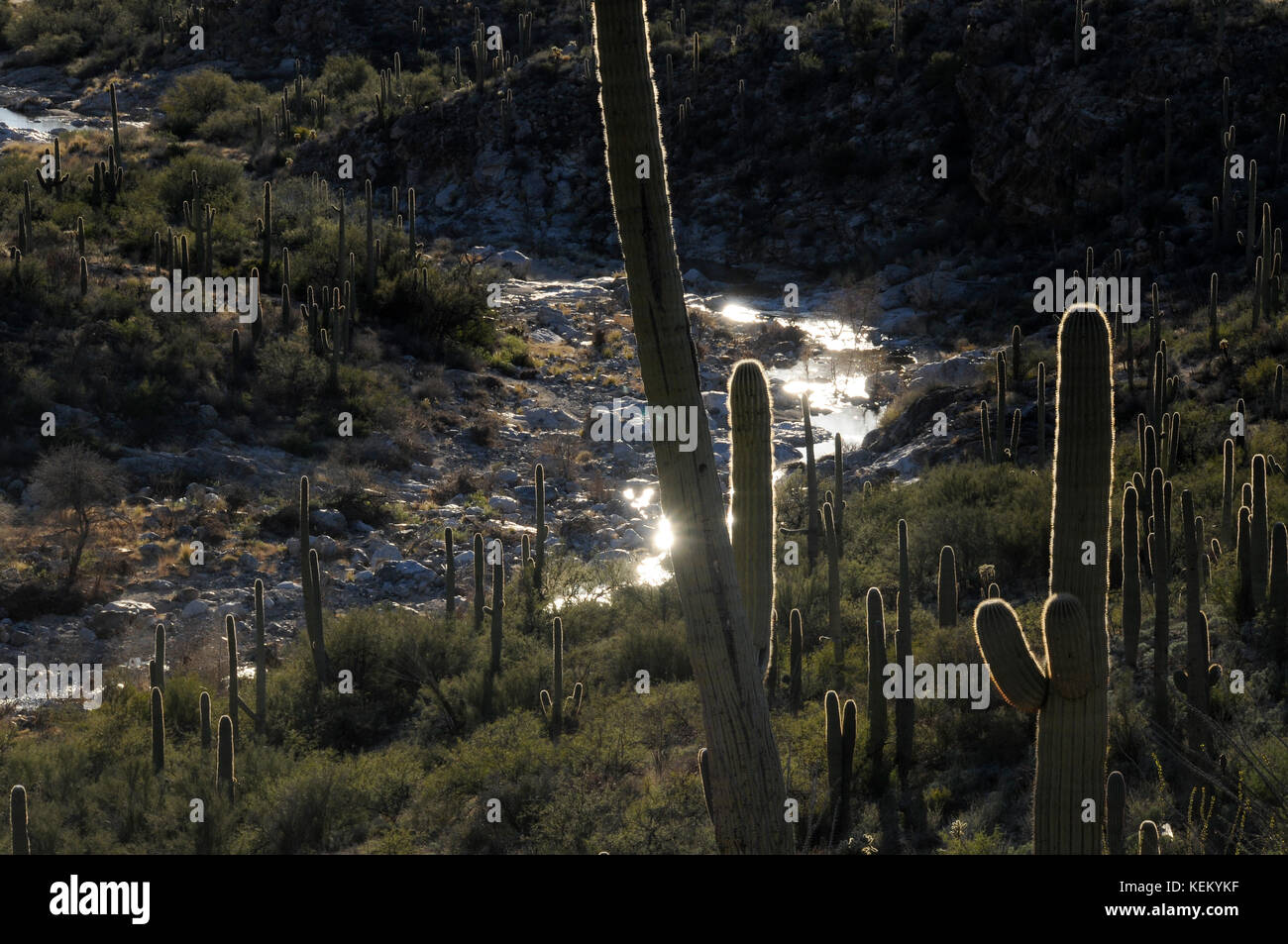 Saguaro cactus line the lower falls of Tanque Verde Falls at Tanque ...