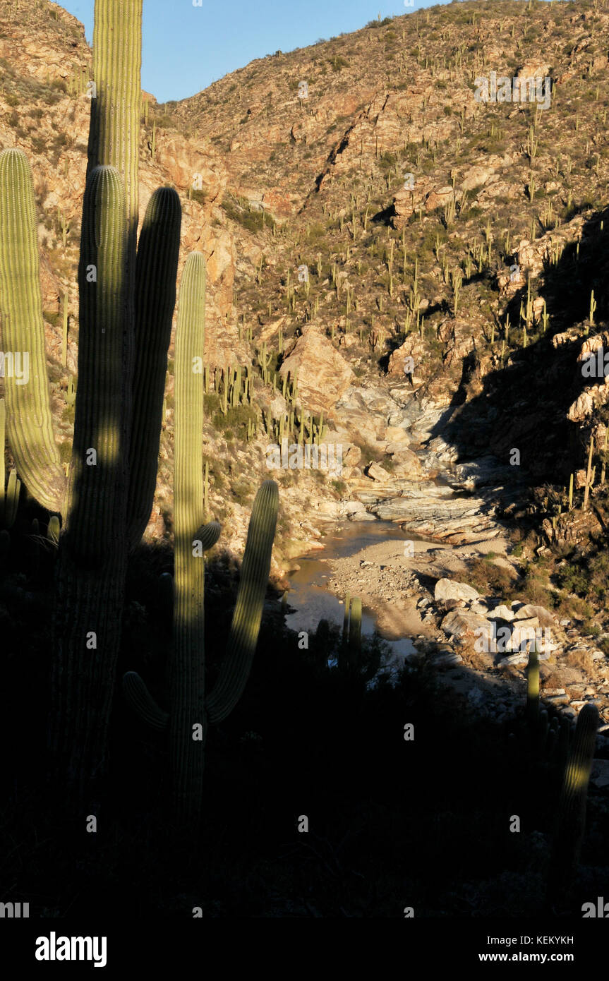 Saguaro cactus line the lower falls of Tanque Verde Falls at Tanque ...