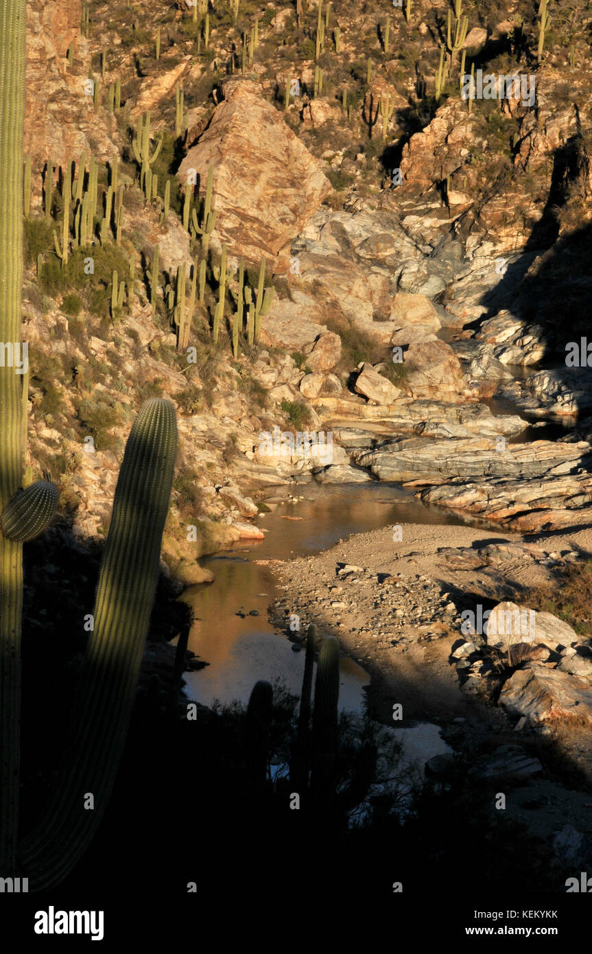 Saguaro cactus line the lower falls of Tanque Verde Falls at Tanque ...
