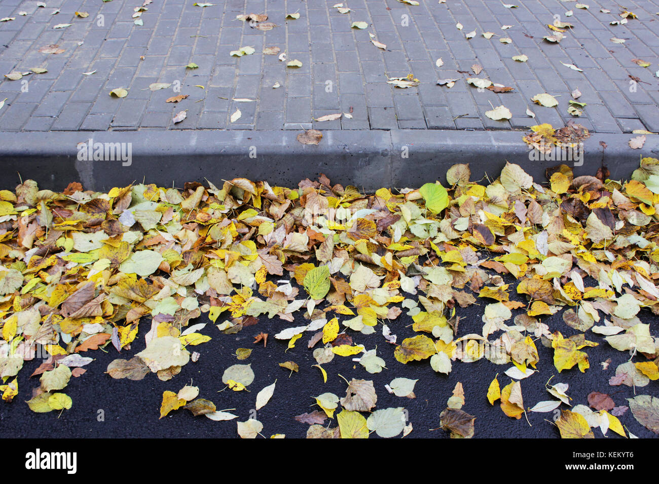 The combination of yellow autumn leaves on the asphalt and paving tiles ...