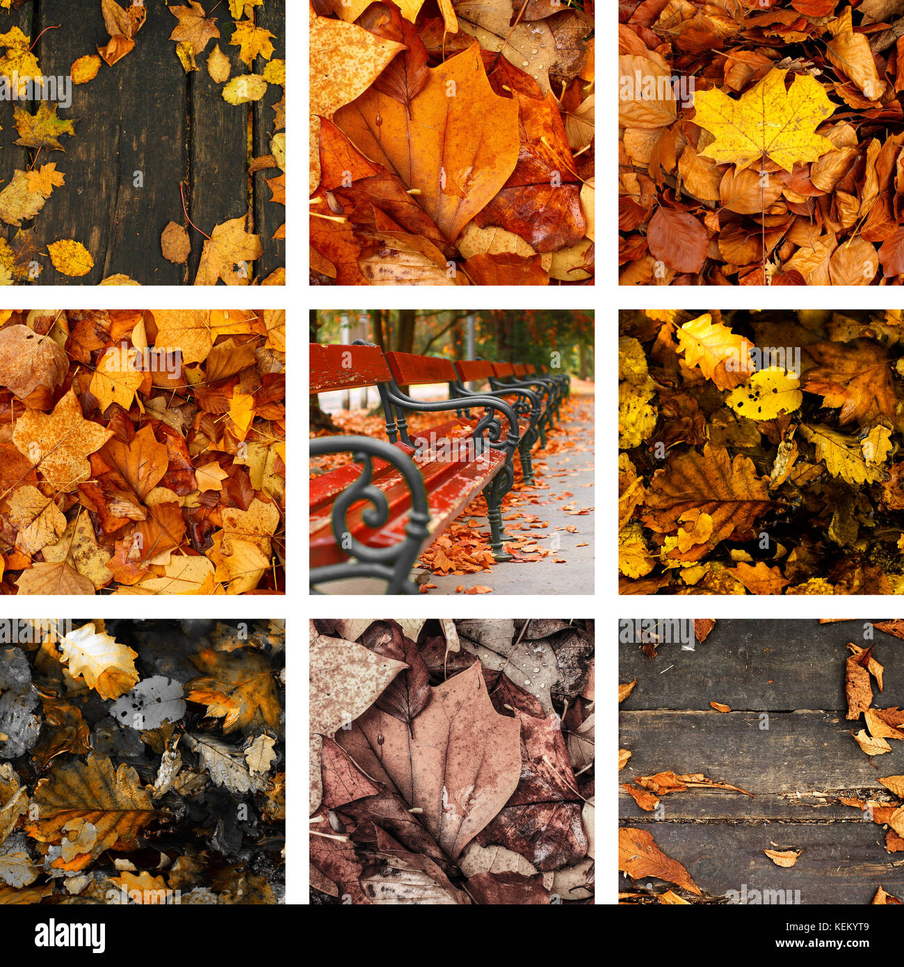 Autumn combo - Colorful nature Stock Photo - Alamy
