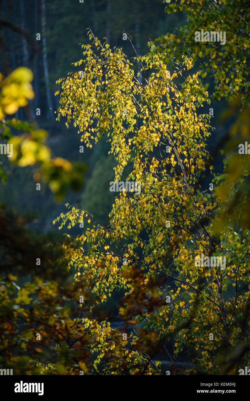 autumn gold colored leaves in bright sunlight in forest on dark blur ...