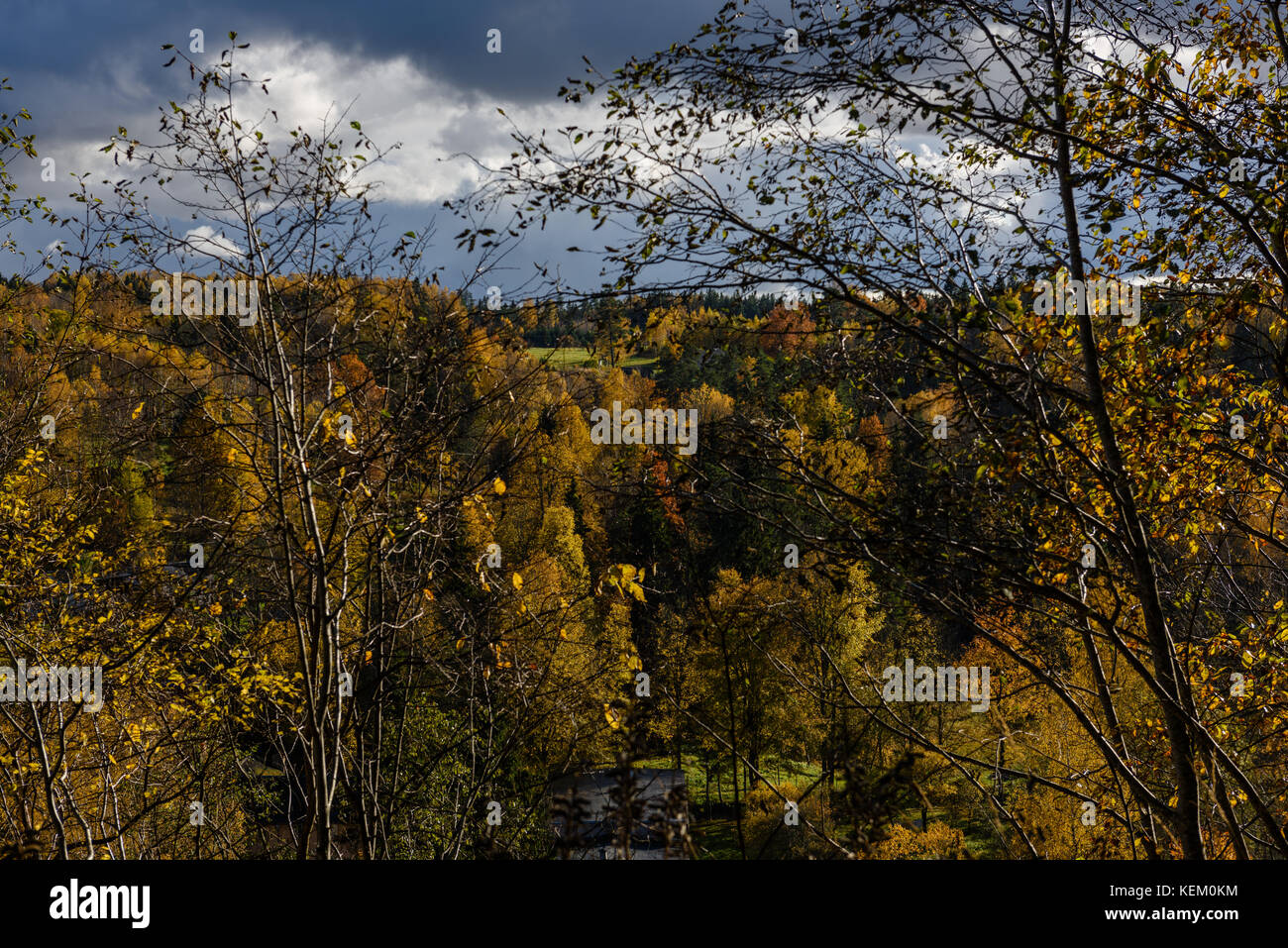 autumn gold colored leaves in bright sunlight in forest on dark blur ...