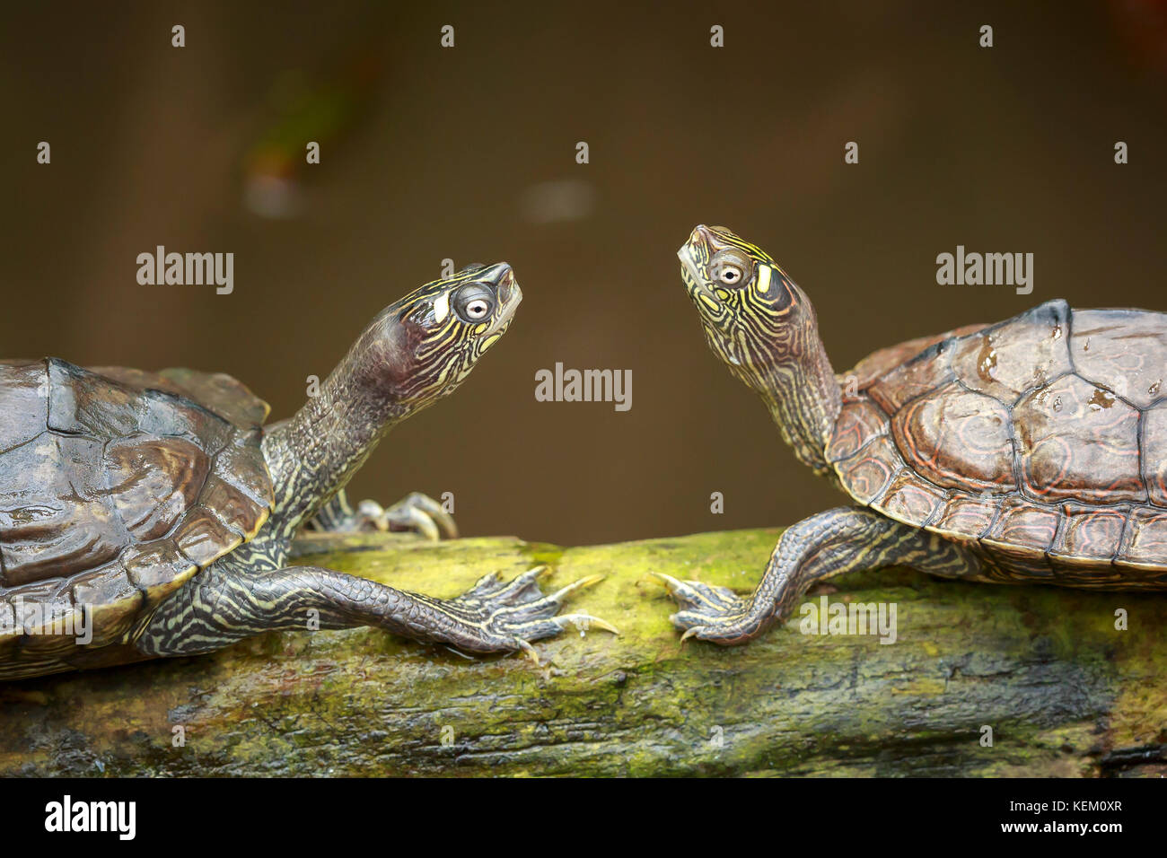 Portrait of two turtles facing each other while sunbathing on wood in ...