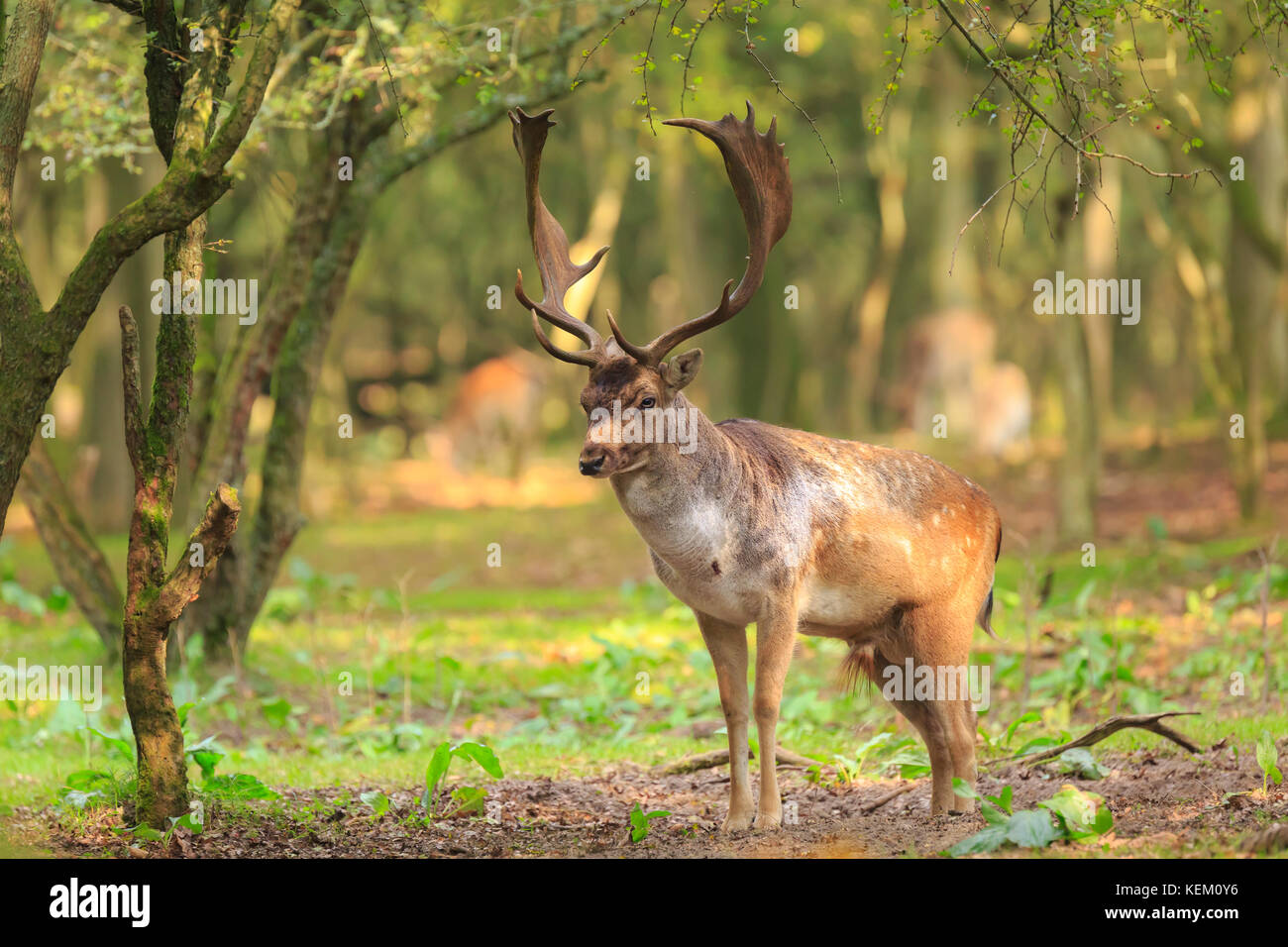Big Fallow deer buck, Dama Dama, with large antlers walking in a green ...