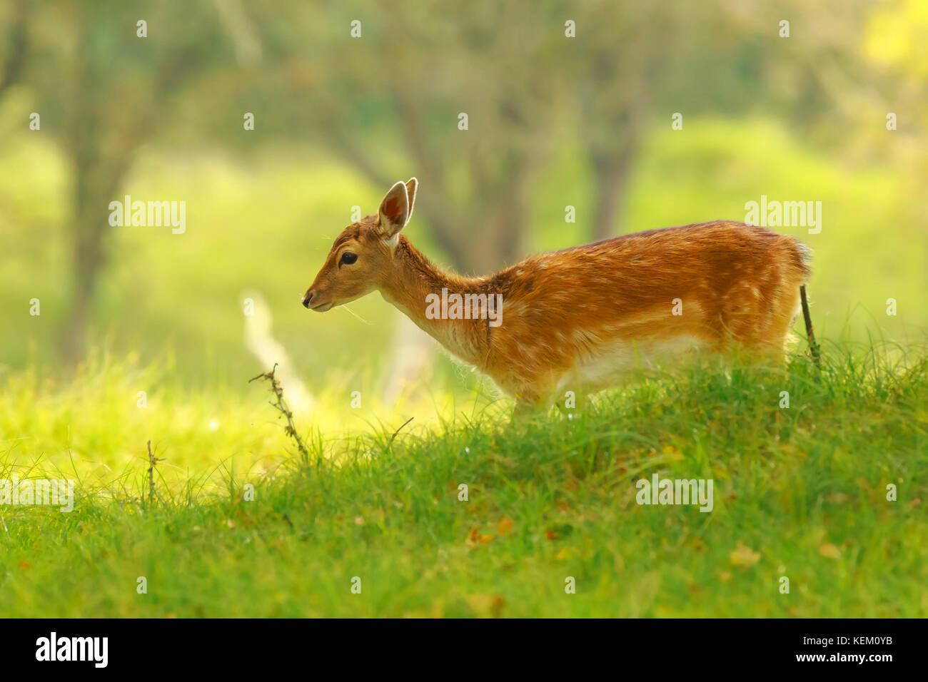 Fallow deer fawn, Dama Dama, walking and foraging in sunrise light and ...