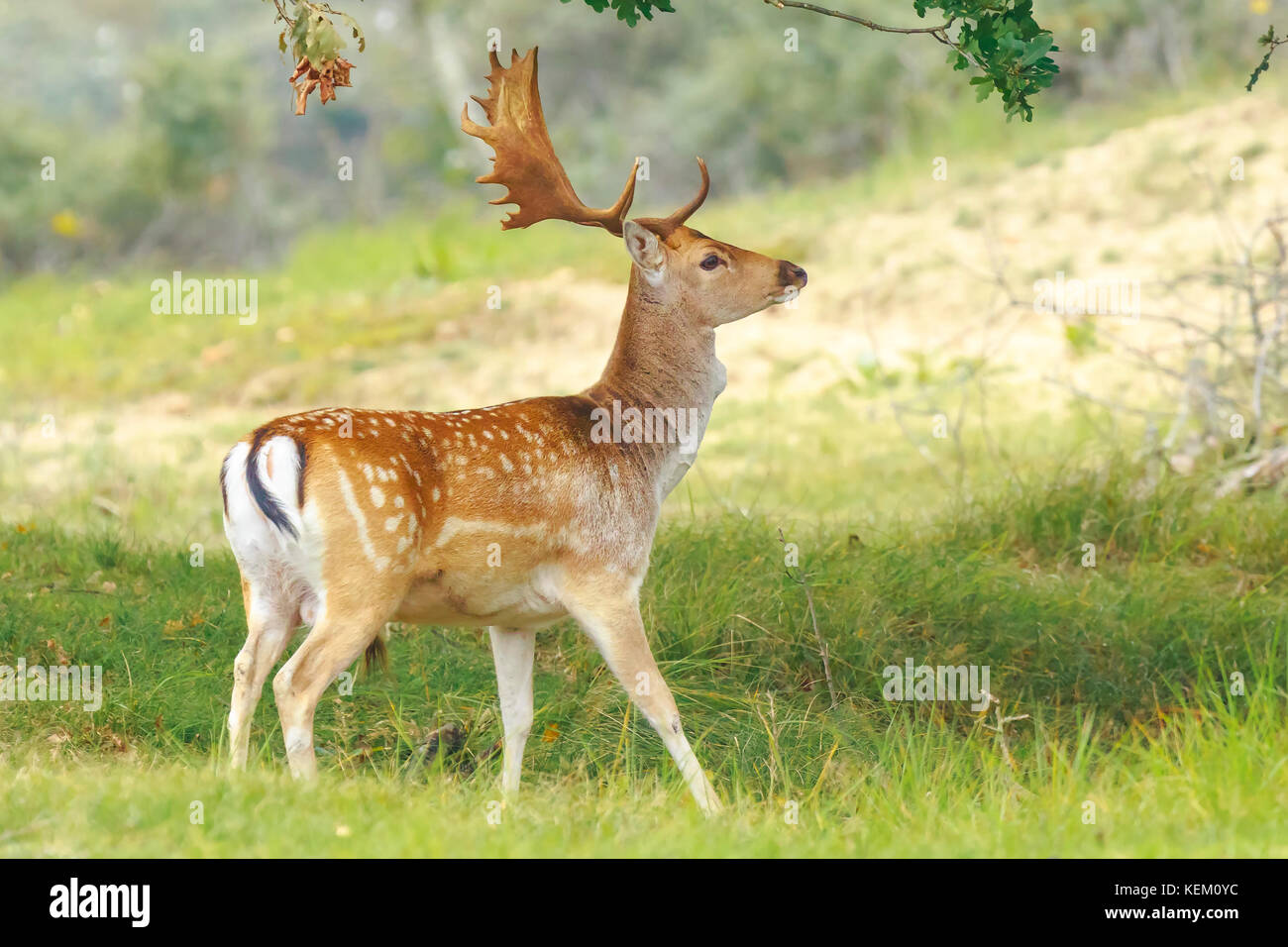 Proud male fallow deer stag, Dama Dama, with big antlers foraging for ...